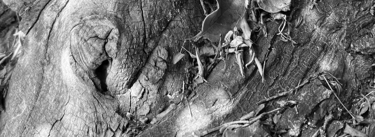 Exploring tree bark textures #4 – anmar